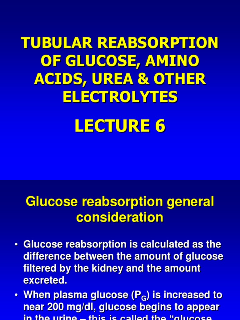 Glucose Reabsorption in Kidney Physiology | PDF | Kidney | Renal Function