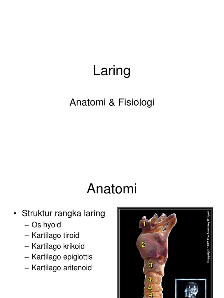 Anatomi Laring | PDF