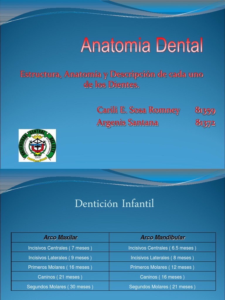 Anatomia Dental. Estructura, Anatomía y Descripción de Cada Uno de Los ...