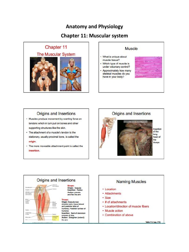 anatomy-and-physiology-notes-for-exam-3-docx-muscle-contraction-myocyte