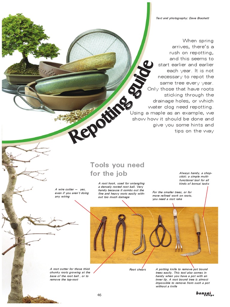Bonsai Tree Repotting Guide | PDF | Trees | Bonsai