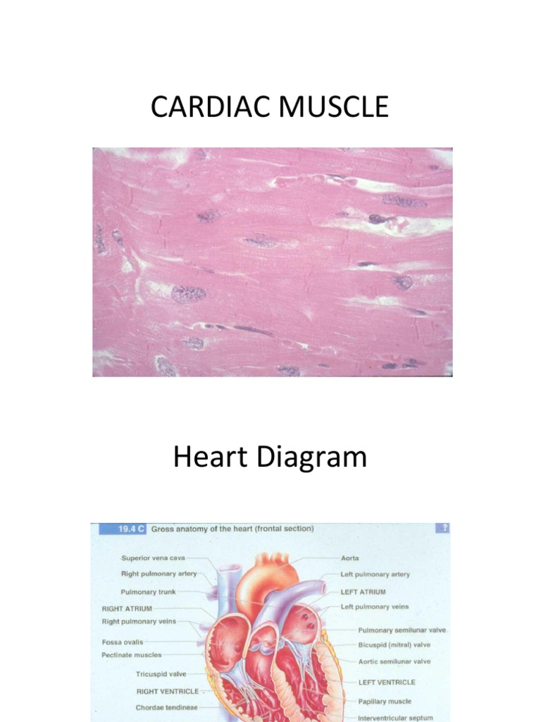 Cardiac Muscle | PDF | Cardiac Muscle | Muscle Contraction