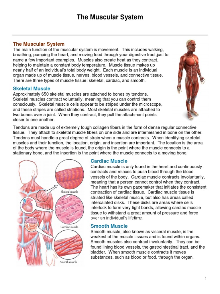 Muscular System PDF | PDF | Skeletal Muscle | Muscle