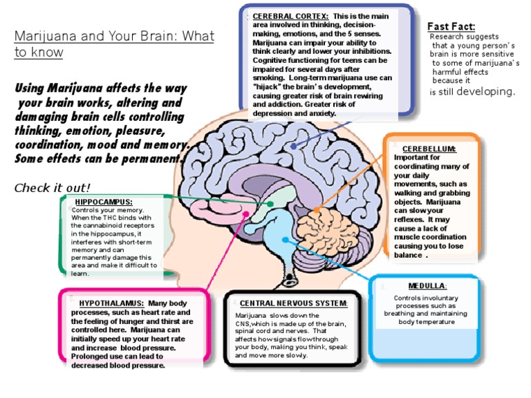 Marijuana and The Brain | PDF