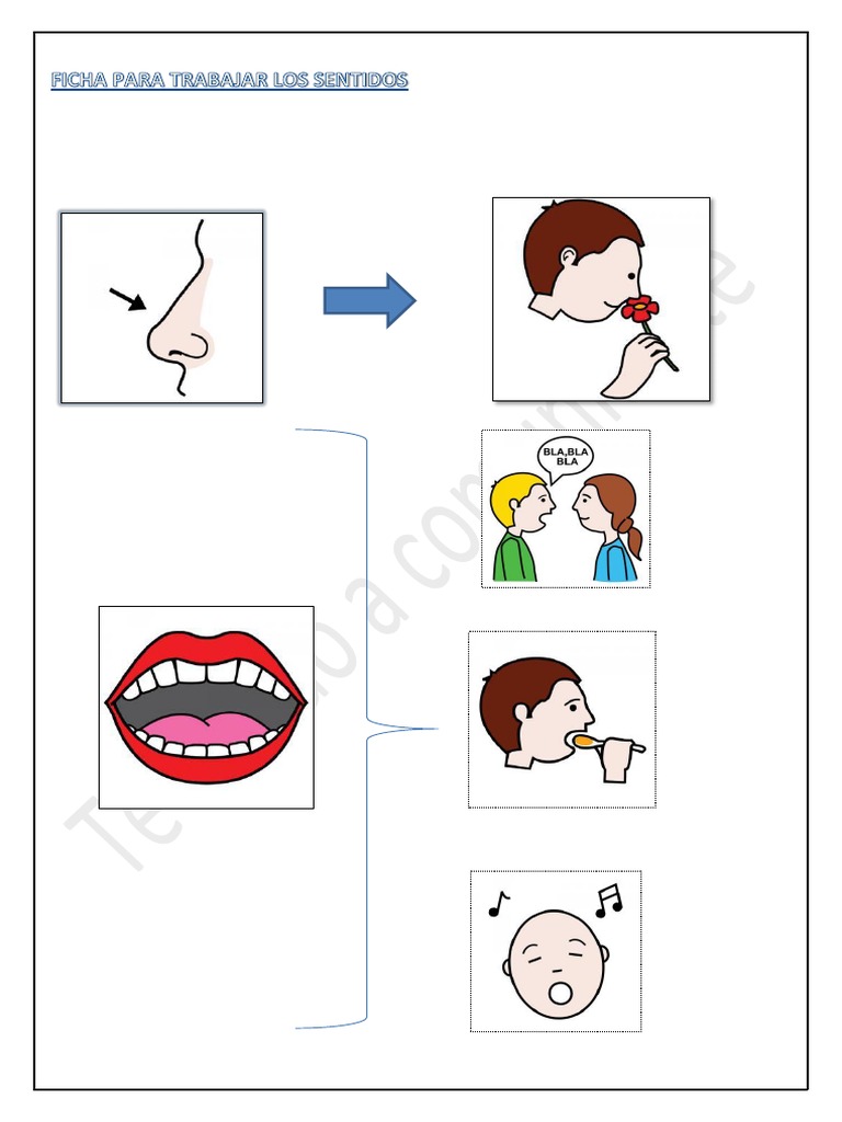 Ficha para Trabajar Los Sentidos | PDF