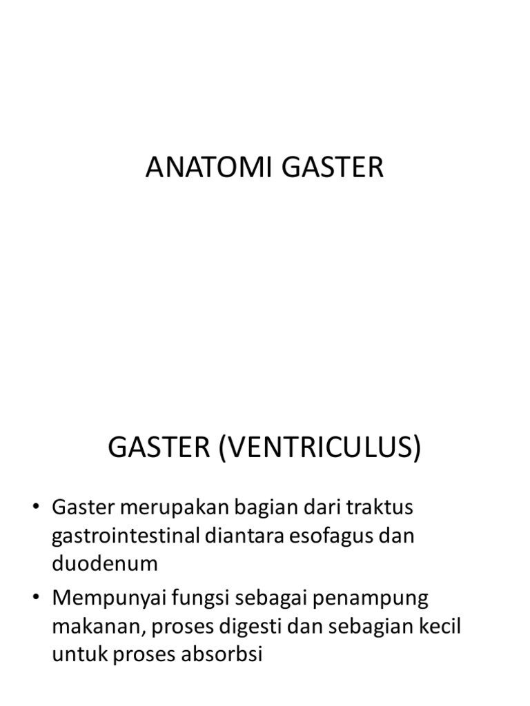 Anatomi Gaster | PDF