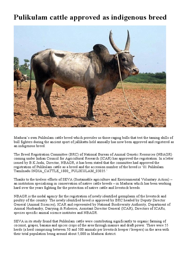 Pulikulam cattle approved as indigenous breed.doc | Cattle | Livestock