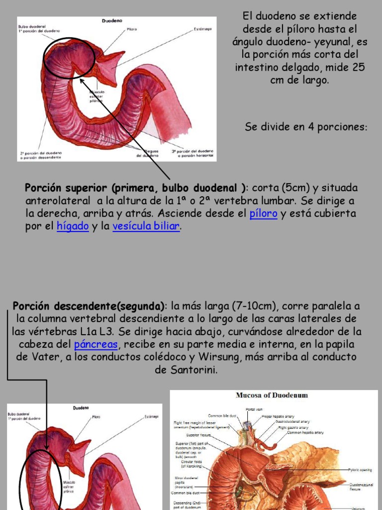 Duodeno | PDF | Páncreas | Sistema digestivo