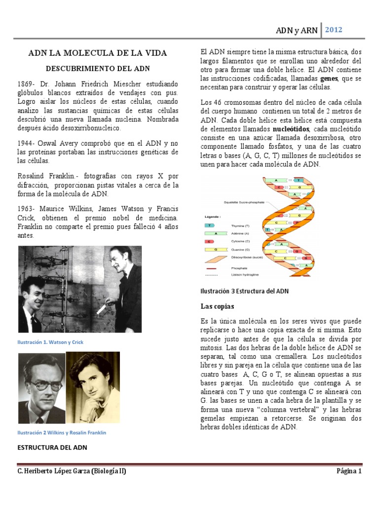 Adn La Molecula de La Vida | PDF | Adn | Rna