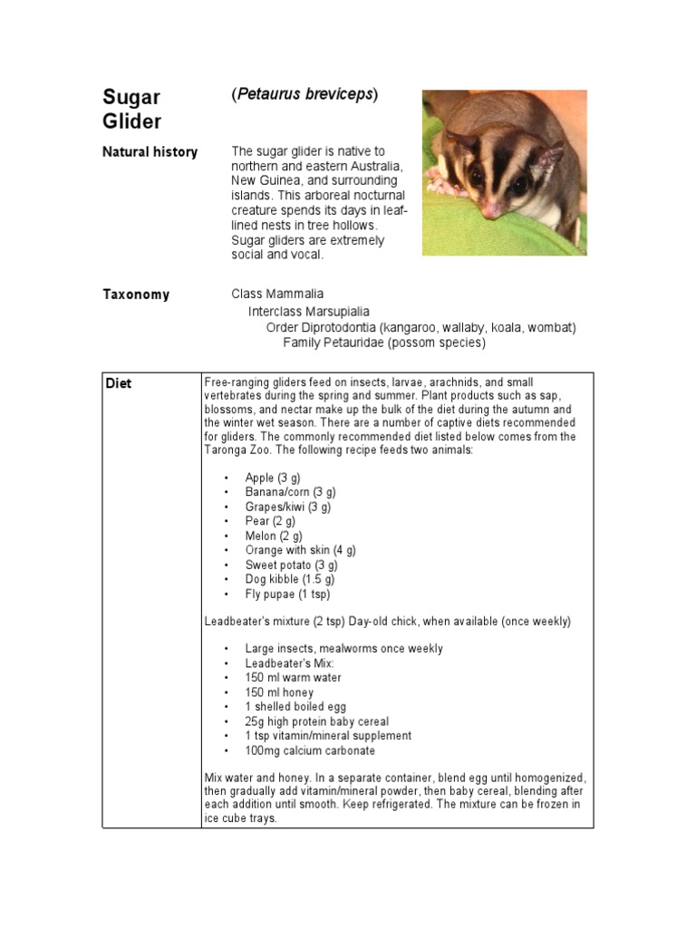 Sugar Gliders: Natural History, Taxonomy, Diet, Husbandry, Anatomy ...