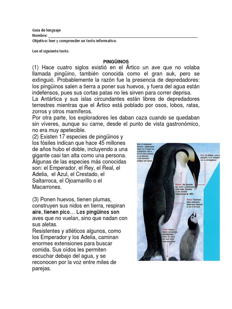Guia de Lenguaje Texto Infor Pinguino | Pingüino | Aves