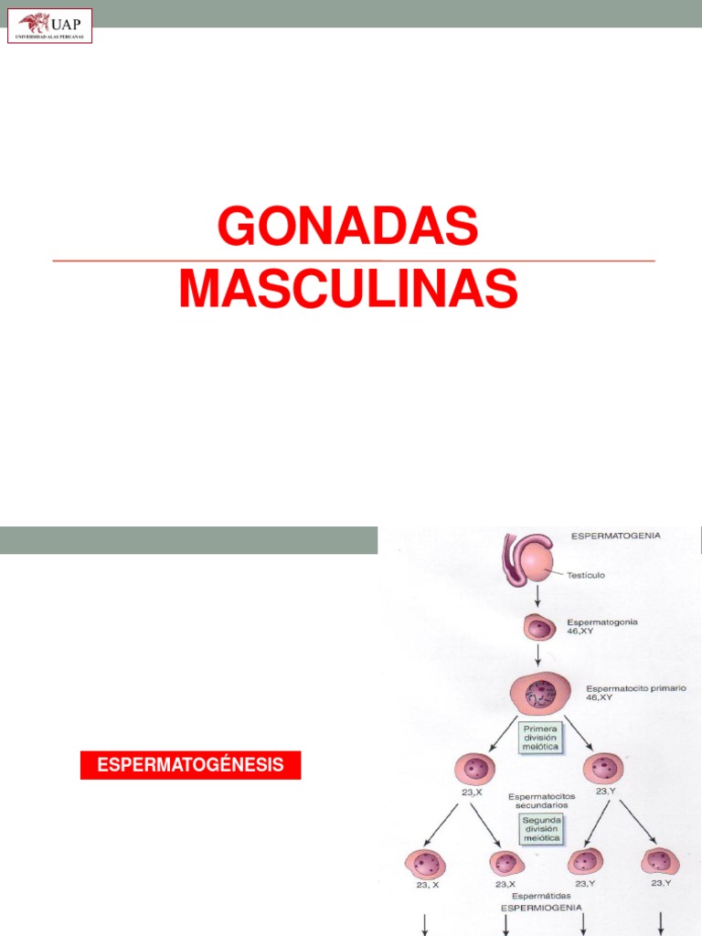 P4 Gonadas Masculinas | PDF | Testículo | Glándulas