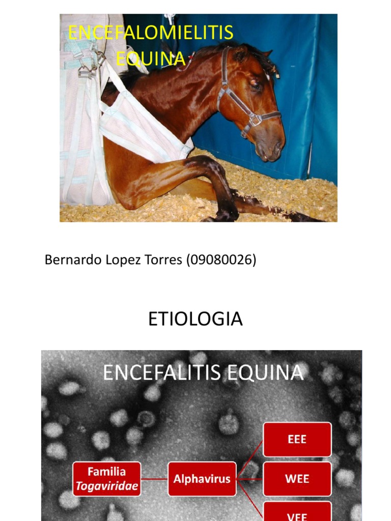 ENCEFALOMIELITIS EQUINA