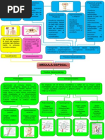 Laminación de Rexed | PDF | Médula espinal | Cerebelo