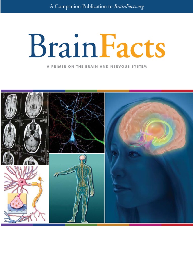 Brain Facts Book PDF | PDF | Cerebrum | Central Nervous System