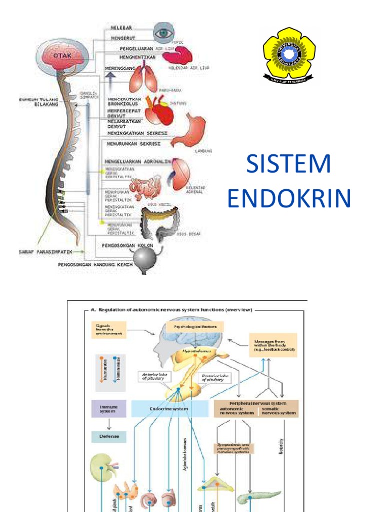 Ppt Sistem Endokrin Homecare24 