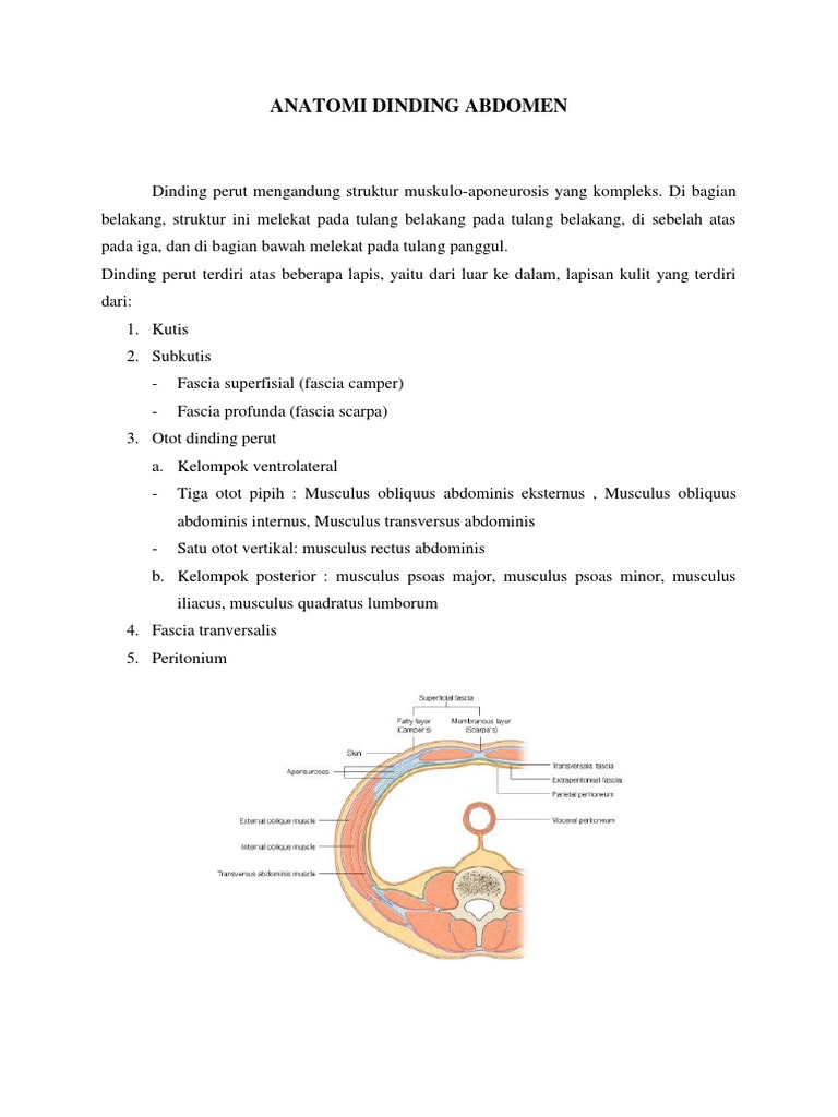 Anatomi Dinding Abdomen | PDF | Kesehatan Holistik