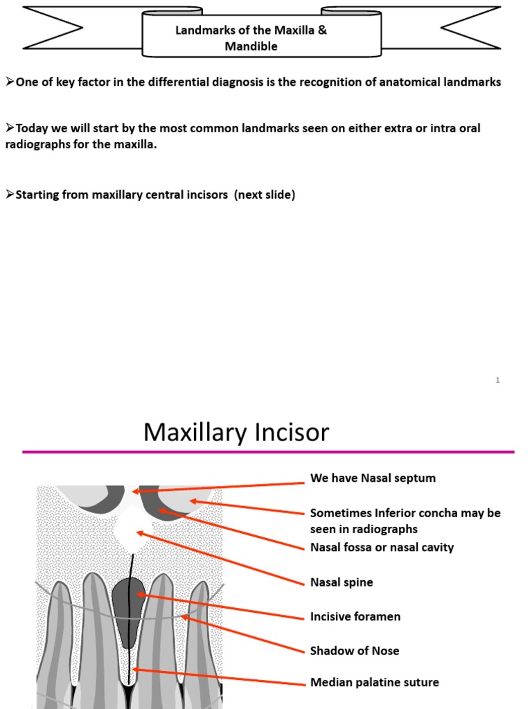 Maxilla and Mandible Radiographic Landmarks | PDF | Foreign Language ...