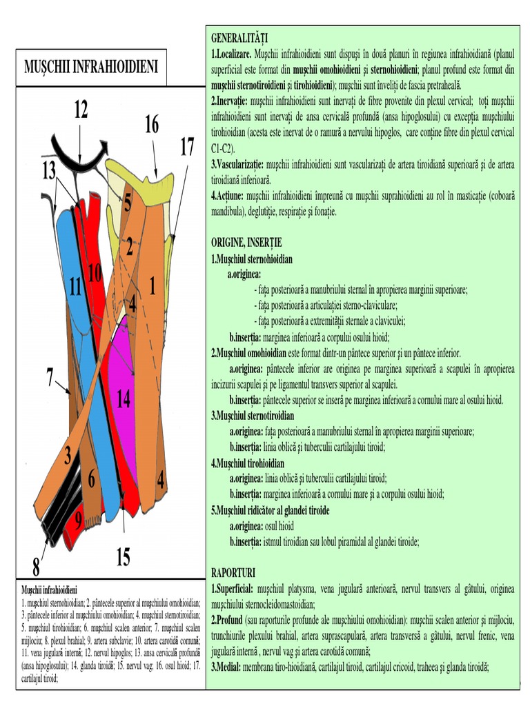 SECTIUNEA 10 MM INFRAHIOIDIENI SUPRAHIOIDIENI SCALENI FASCIA CERVICALA.pdf