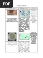 Atlas de Micologia Corregido | PDF | Hongo | Aspergilo