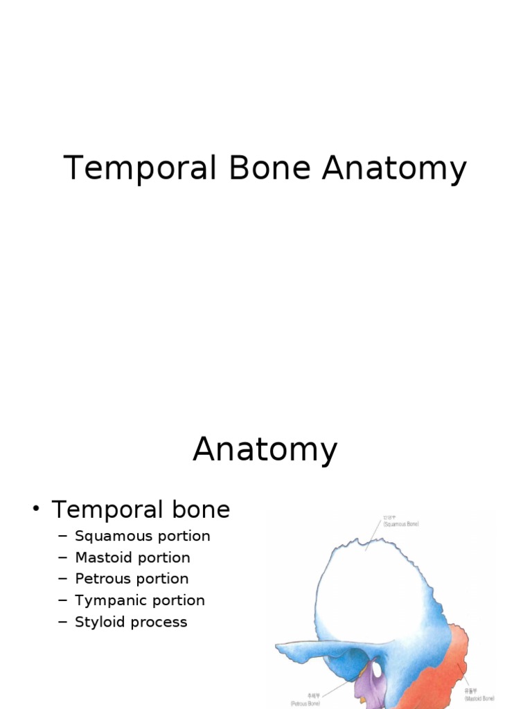 Temporal Bone Anatomy Overview | PDF | Ear | Hearing