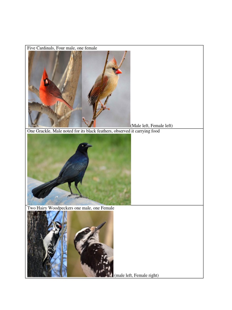 Five Cardinals | PDF