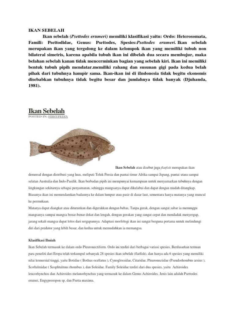 Ikan Sebelah | PDF