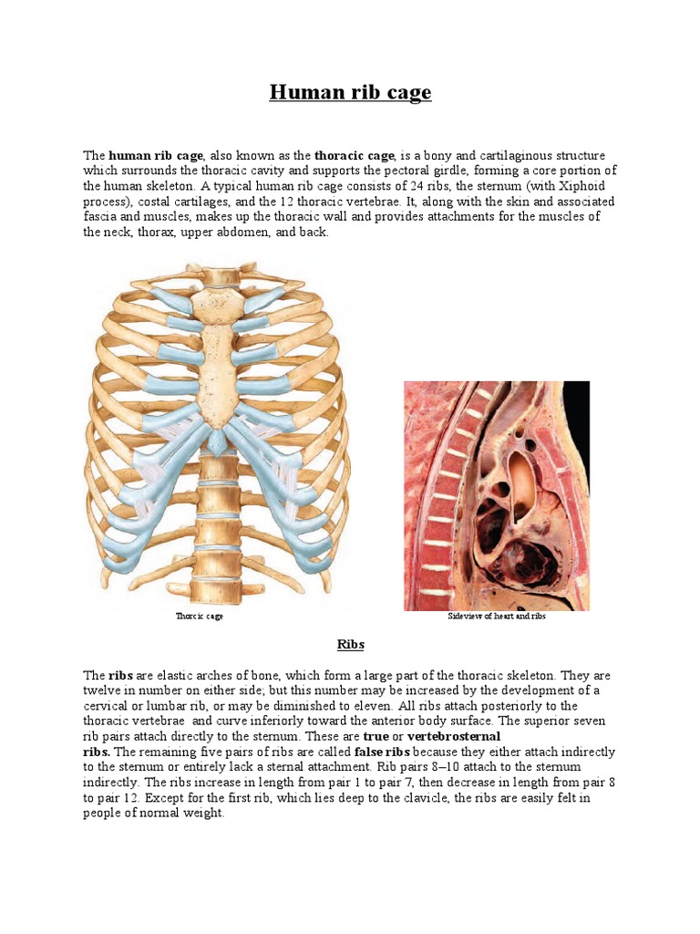Human Rib Cage | PDF | Thorax | Human Anatomy