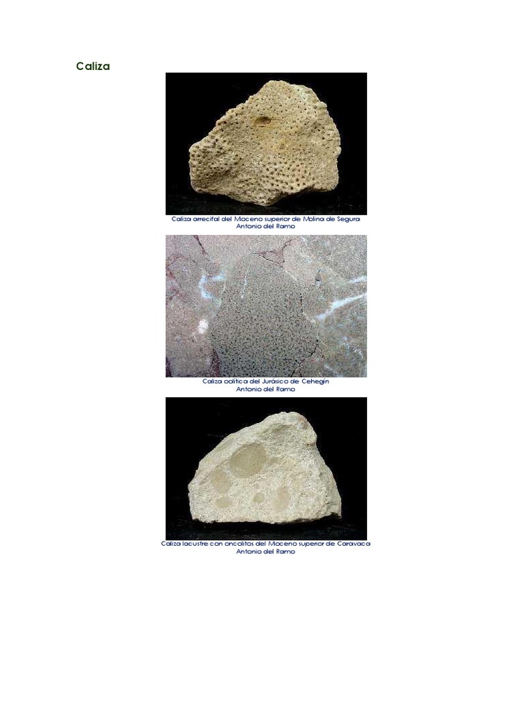Caliza | PDF | Caliza | Roca (geología)