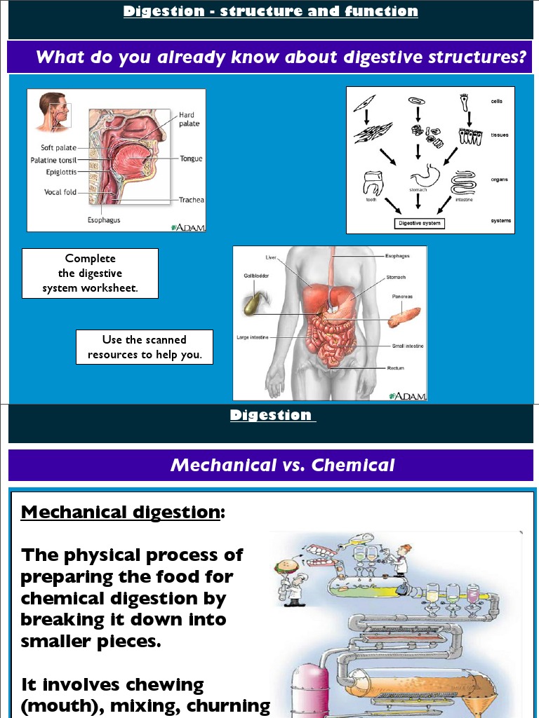 Mechanical and Chemical Digestion | PDF