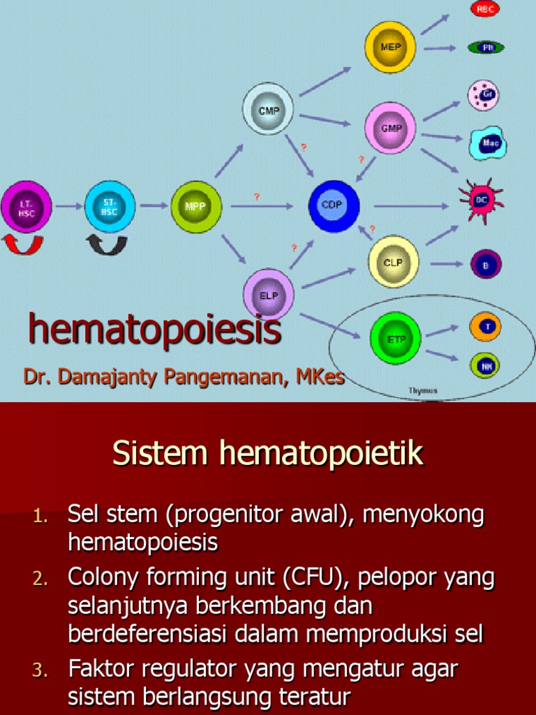 Faal Hematopoiesis | PDF | Sel Darah Putih | Monosit