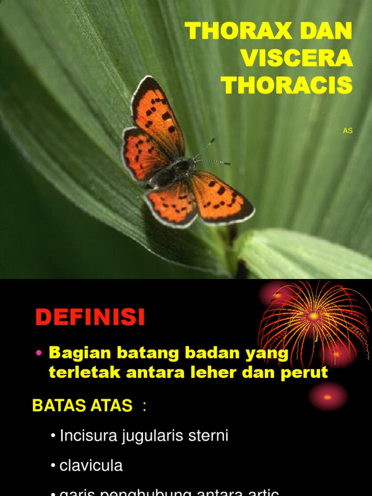 Dinding Thorax' | PDF