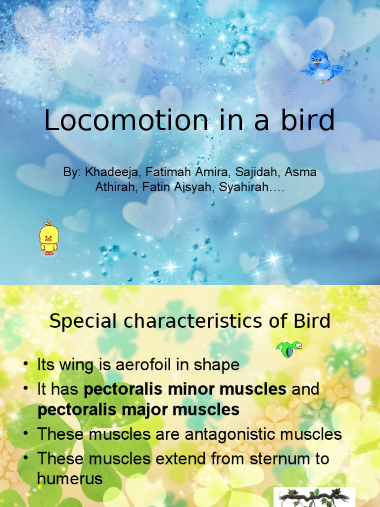 Bird Locomotion Mechanics Explained | PDF