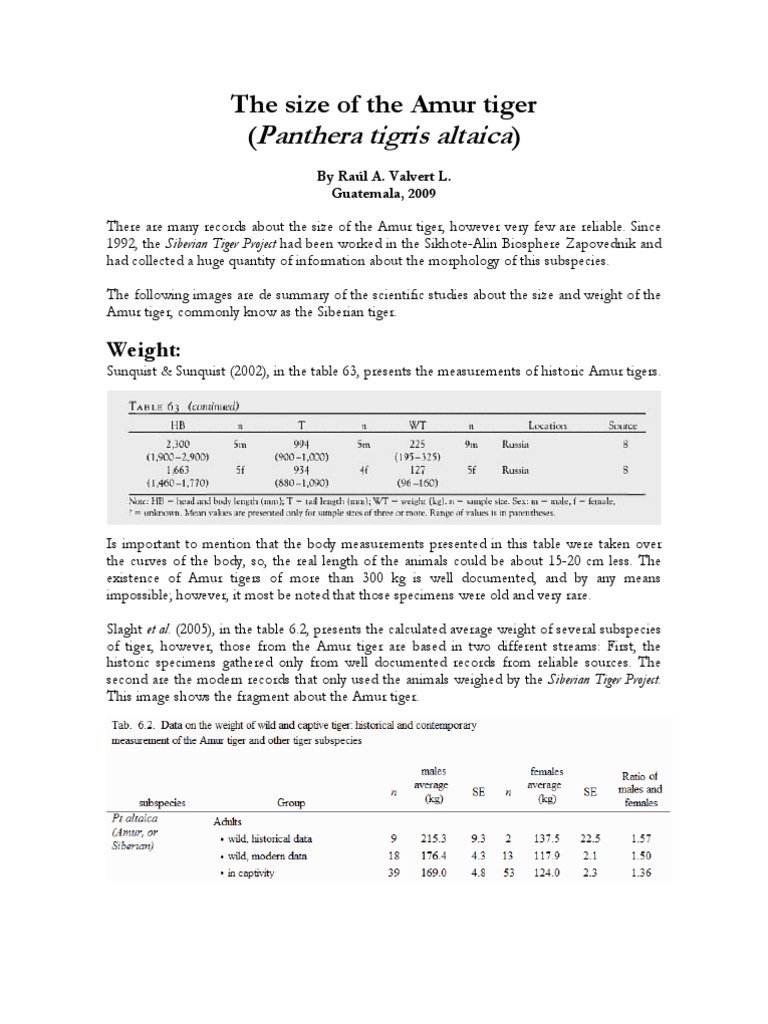 Amur Tiger Size and Weight Insights | PDF | Mammals Of Asia | Tiger