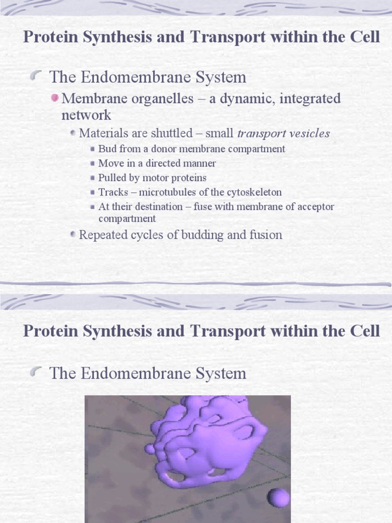 Protein Synthesis | PDF | Endoplasmic Reticulum | Biophysics