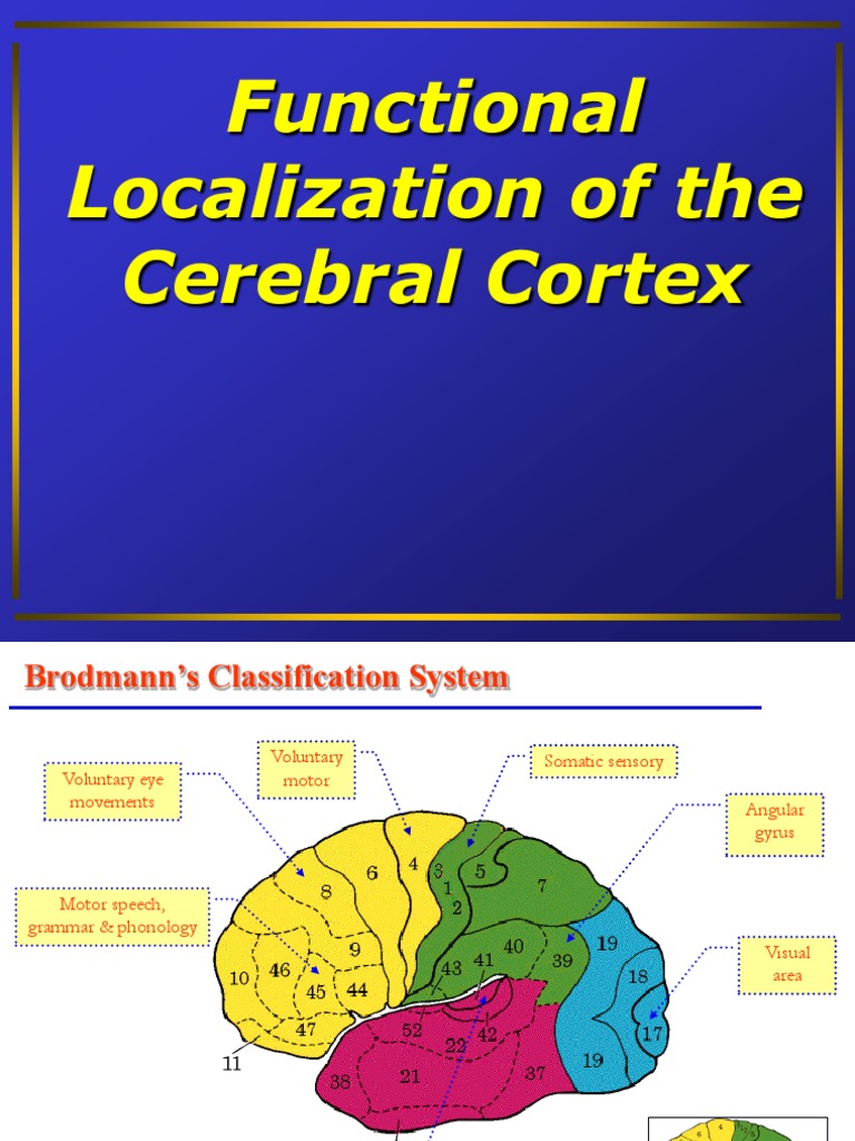 Functional Localization of The Cerebral Cortex | PDF | Parietal Lobe | Cerebral Cortex