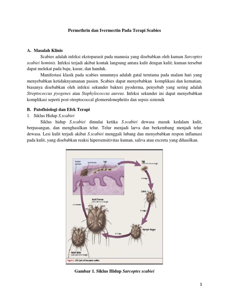 Siklus Hidup dan Terapi Scabies | PDF
