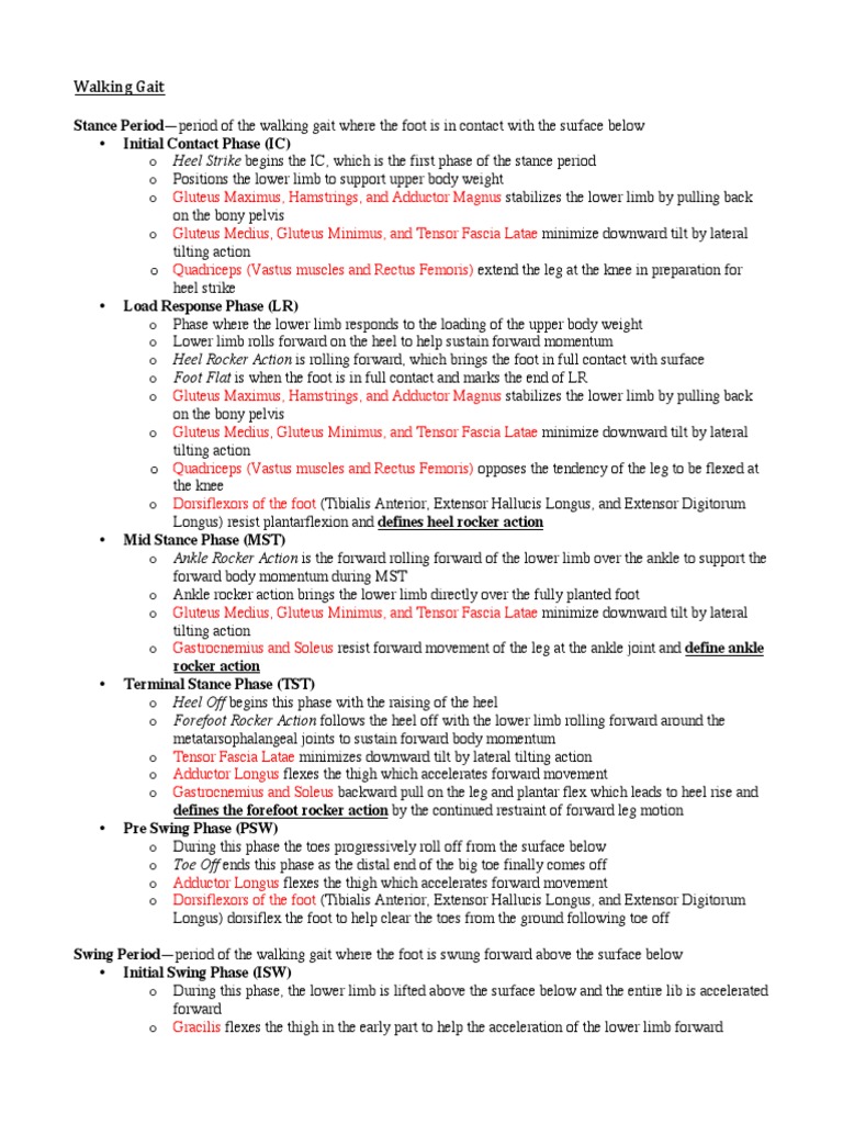 Walking Gait-MUSCLES Involved PDF | PDF | Human Leg | Foot