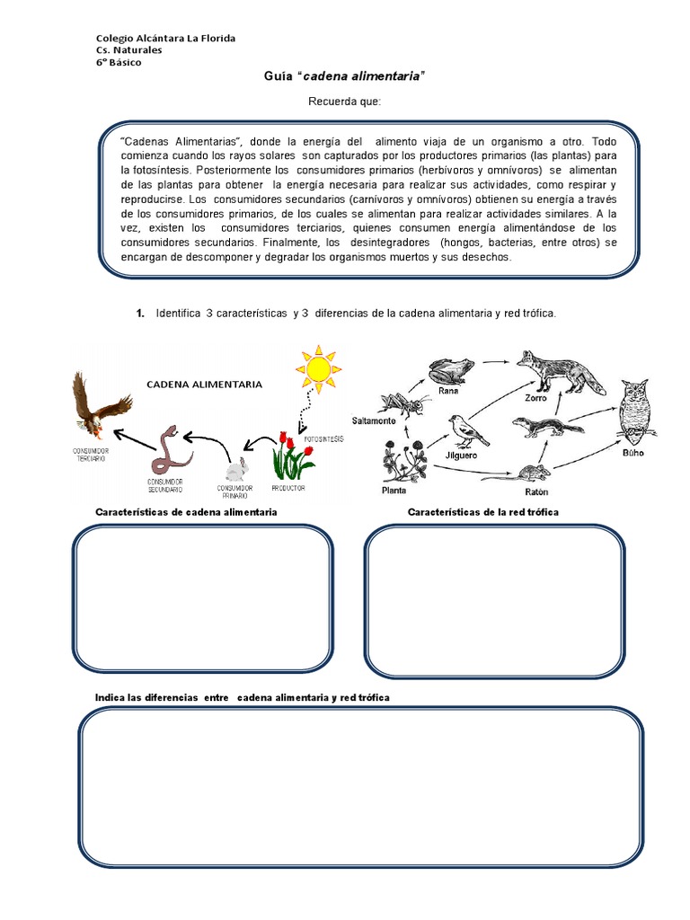 Guia Cadena Troficas | PDF | Red alimentaria | Nutrición