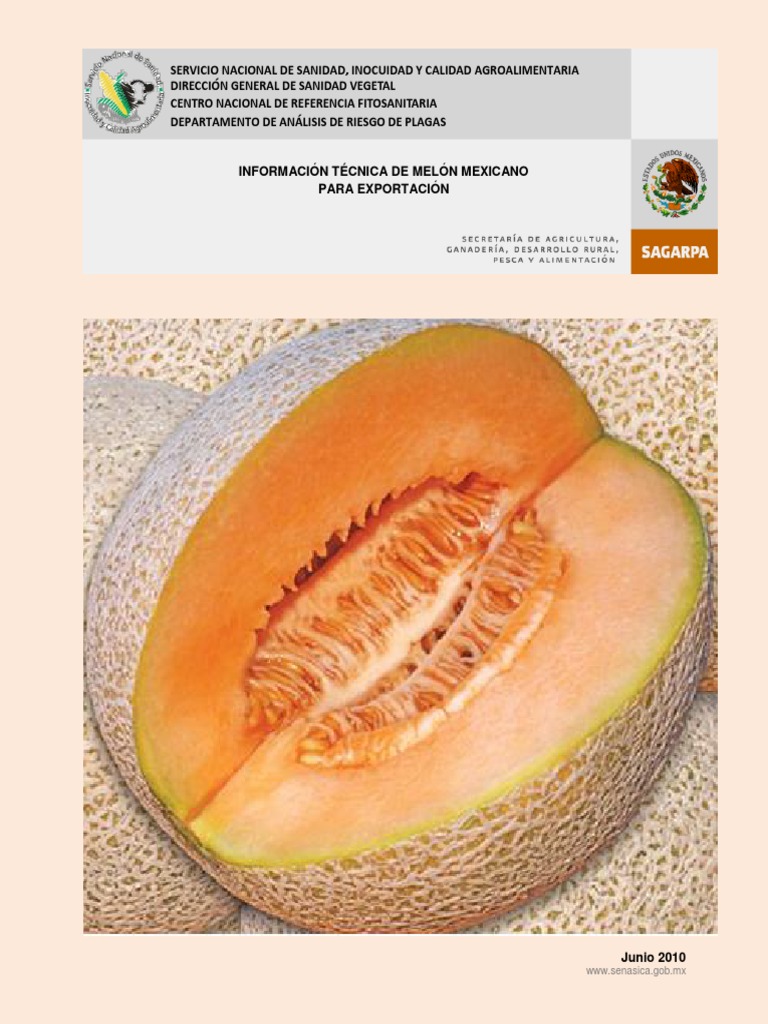 Información Técnica - Melón de Exportacion | PDF | Clima templado ...