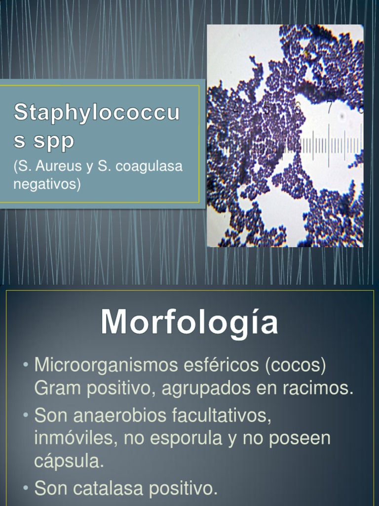 Staphylococcus SPP | PDF | Ciencia y matemáticas