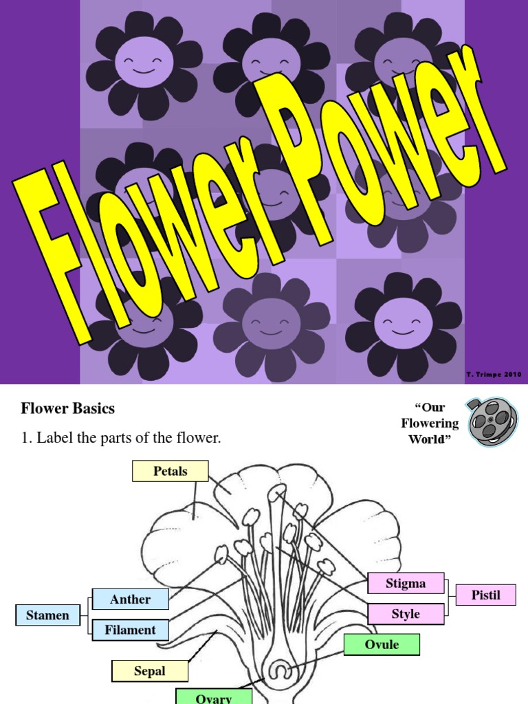 Flower Anatomy for Students | PDF