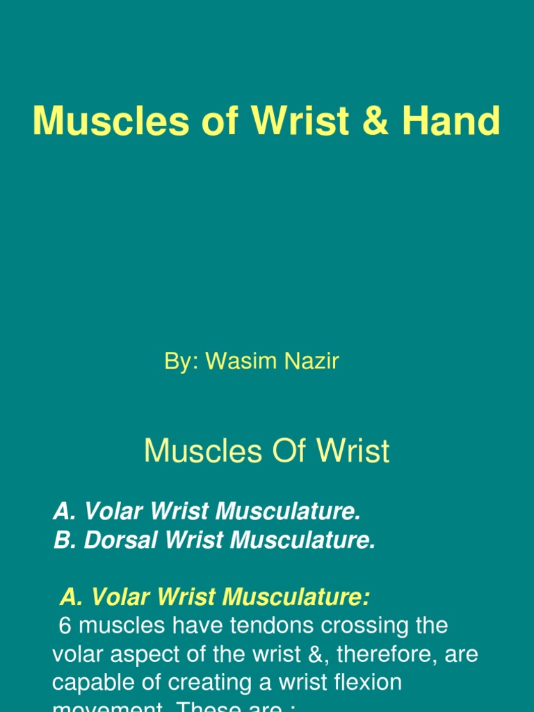 Muscles of The Hand & Wrist | PDF | Thumb | Finger