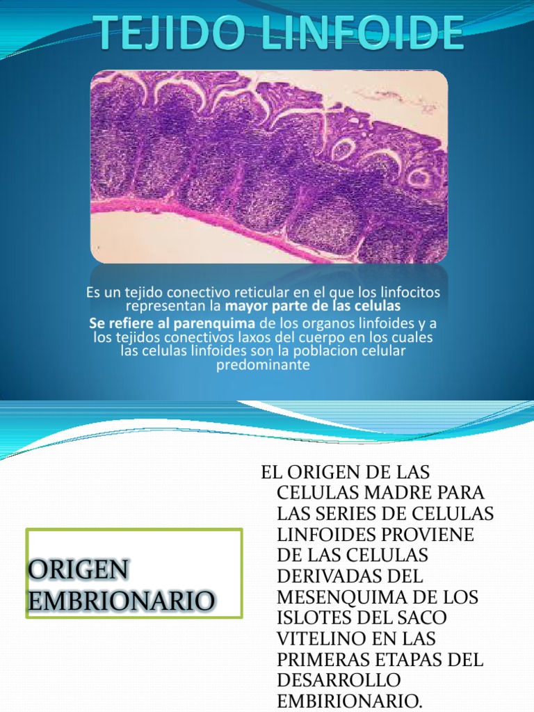 Tejido Linfoide: Tipos y Funciones | PDF | Linfocitos | Ganglio linfático