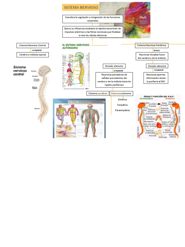 Mapa Conceptual SNC y SNP | PDF