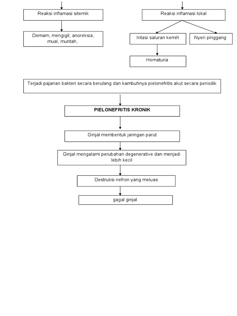 Patofisiologi Pielonefritis | PDF