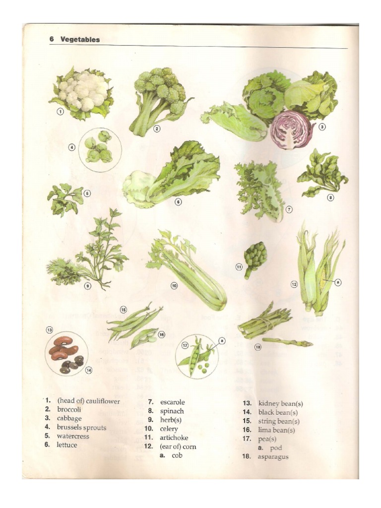 Culinary Oxford Visual Dictionary | PDF | Foreign Language Studies