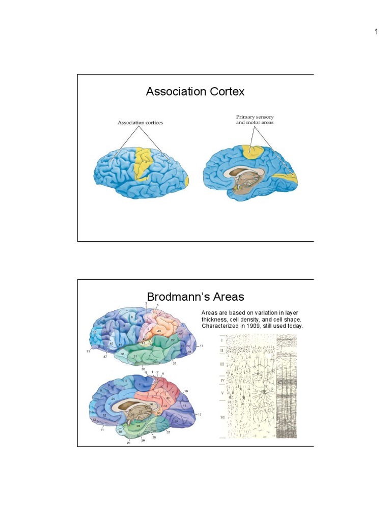 Association Cortex | PDF | Cerebral Cortex | Aphasia