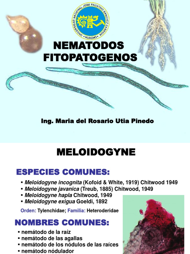 Nematodos Fito | PDF | Raíz | Nematodo