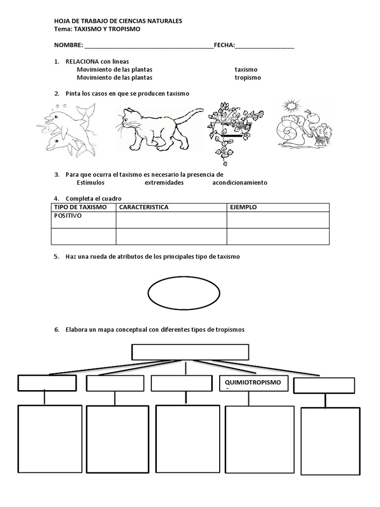 Hoja De Trabajo Sobre Los Tropismos De Las Plantas GUIA PEDAGOGICA